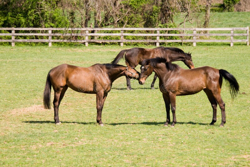 Horses at play stock image. Image of grass, playing, spring - 24081835