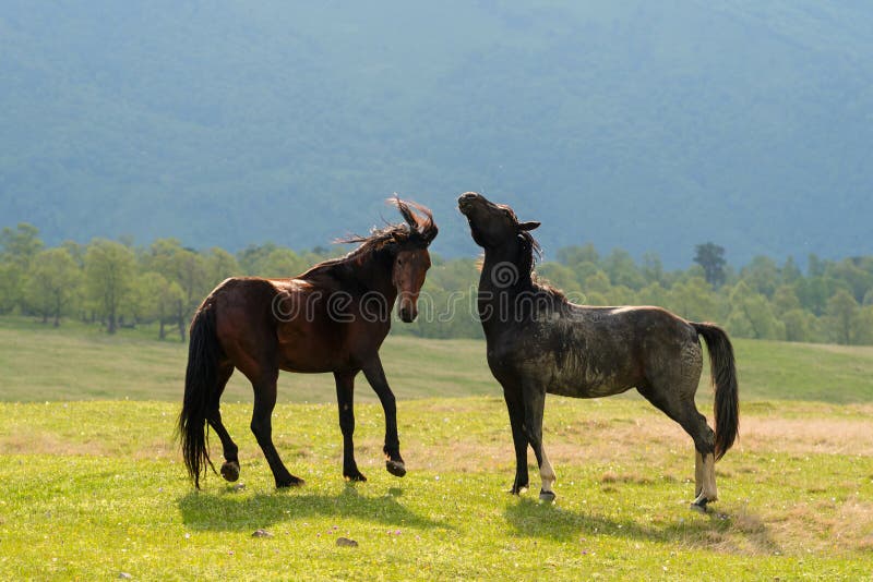 Horses Playing in Grassy Field with Mountains in Background Stock Photo ...