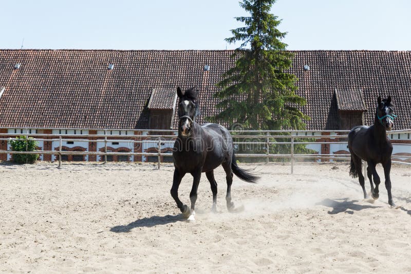 Horses Plays on the Arena in Summer Stock Photo - Image of breed ...