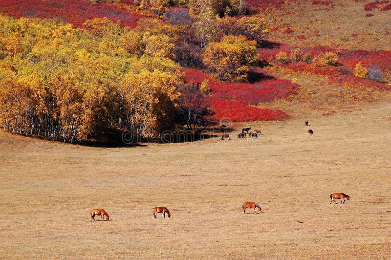 Horses in prairie stock photo. Image of color, hill, fall - 45250084