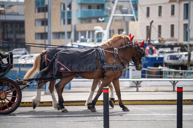 Horses Pulling Cart in a Town Stock Image - Image of indonesia ...