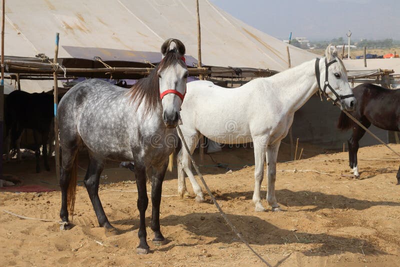Marwari Horse stock image. Image of marwari, festival - 3810283