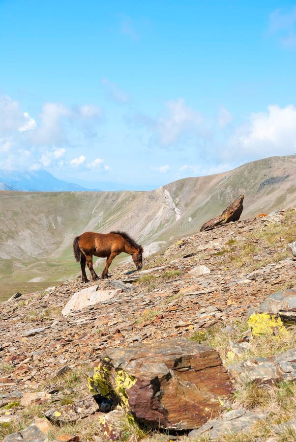 Horses in the Pyrenees Mountains, Spain Stock Image - Image of nature ...