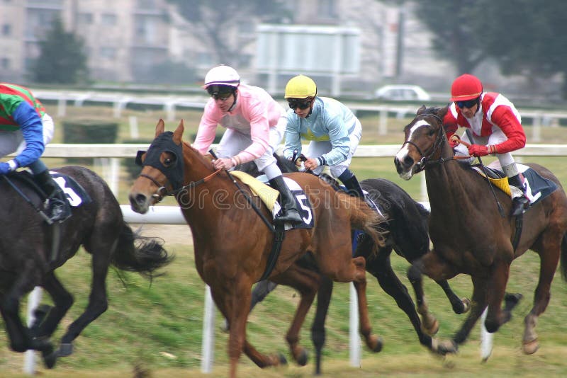 Two Horses Racing in the Pasture Stock Image - Image of dark, brown ...