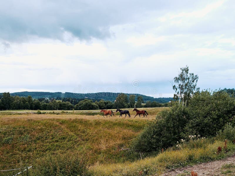 Horses of the rainbow stock image. Image of nature, pasture - 272224565