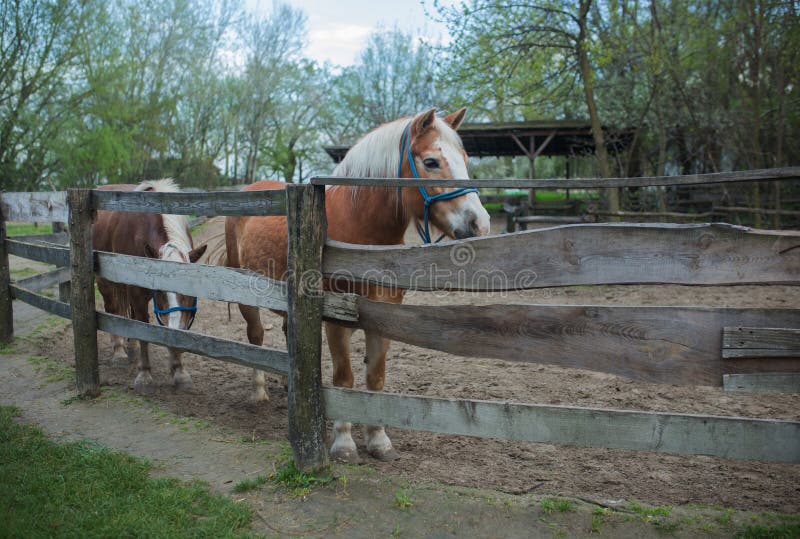 Horses at the ranch stock photo. Image of outdoor, meadow - 120647780
