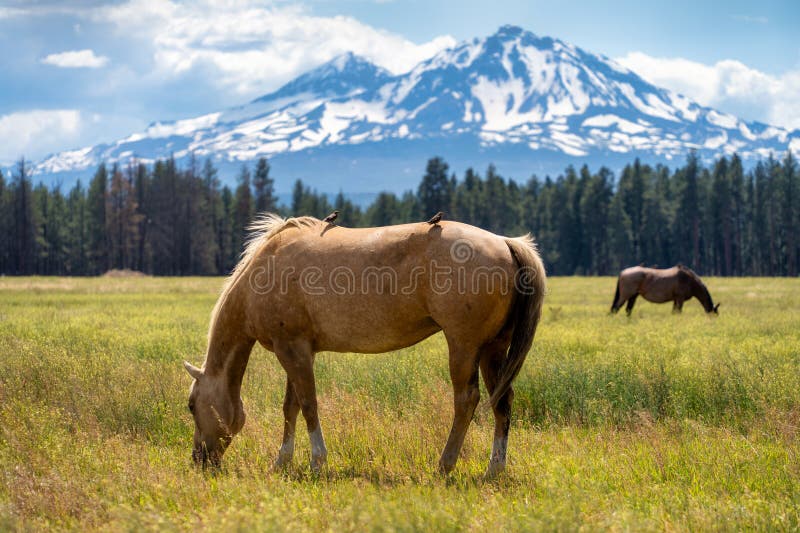 Horses on a Ranch in Central Oregon with the Cascade Mountains Stock ...
