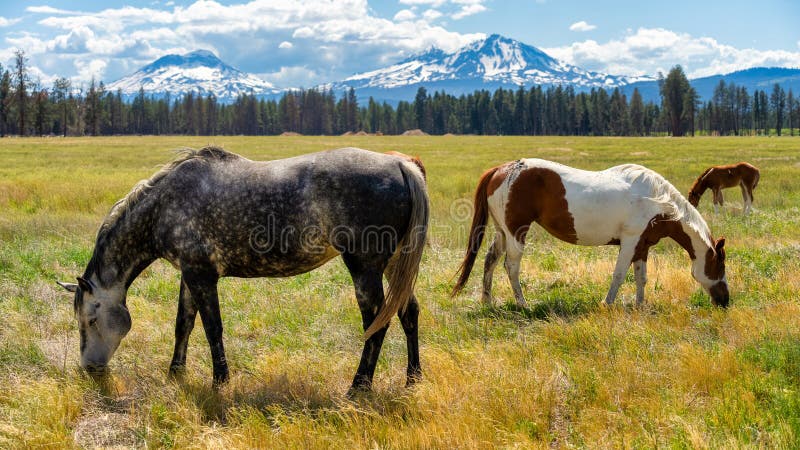 Horses on a Ranch in Central Oregon with the Cascade Mountains Stock ...