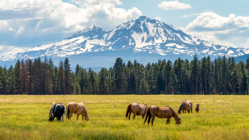 Horses on a Ranch in Central Oregon with the Cascade Mountains Stock ...