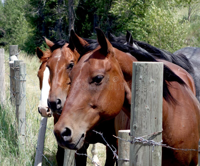 Horses at a ranch in idaho stock photo. Image of lashes - 45348108