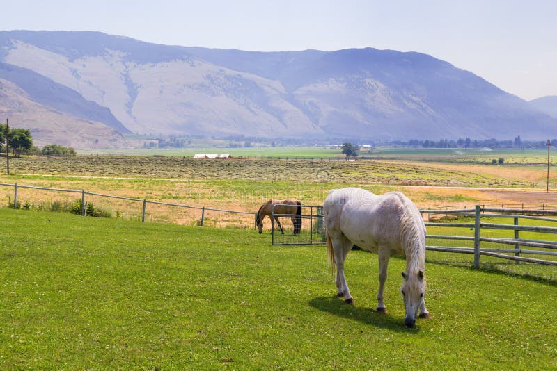 Horses at ranch stock photo. Image of white, blue, ranch - 59584772