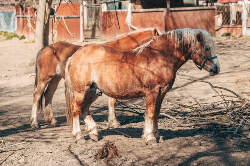 Horses on the Ranch on Sunny Spring Day Stock Image - Image of fence ...