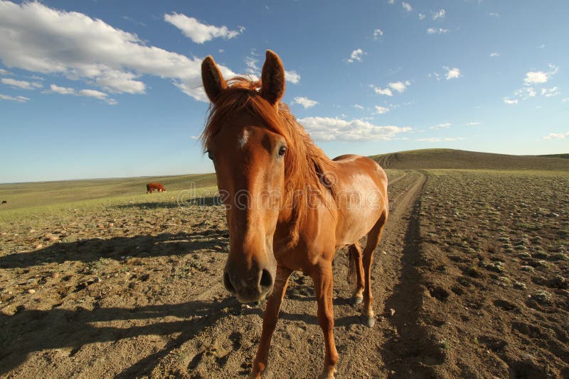 Horses on the Range, Wyoming Stock Image - Image of mustang, freedom ...