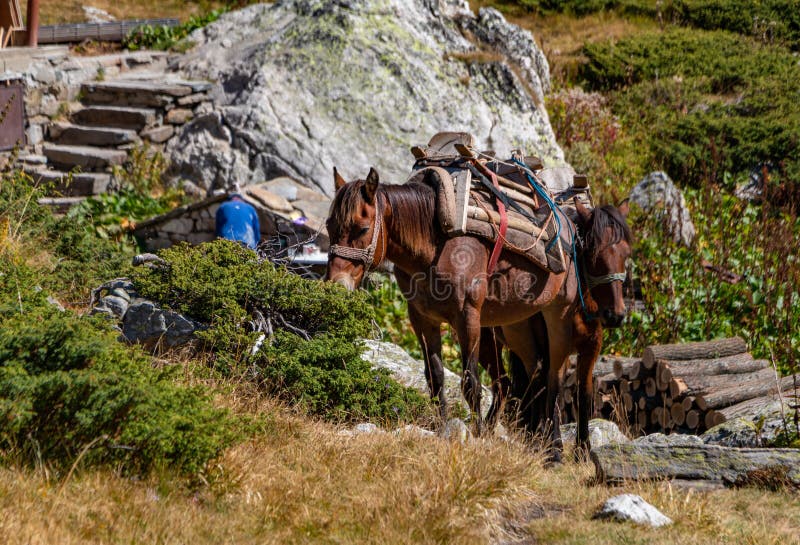 Horses of Rila National Park Stock Image - Image of grass ...