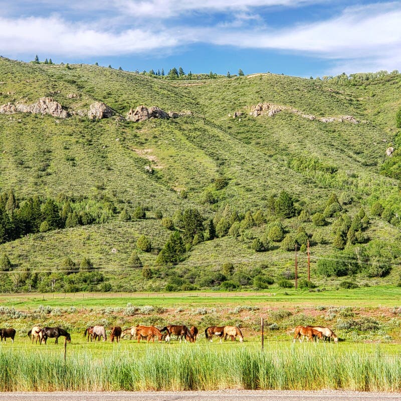 Horses Roaming in Palisades Idaho Stock Photo - Image of valley, plant ...