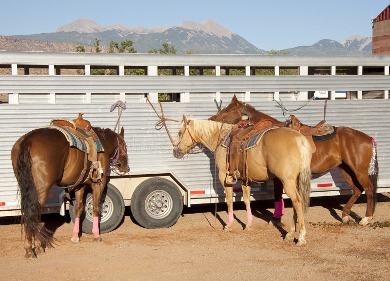 Horses at rodeo stock photo. Image of horses, horse, american - 25494186