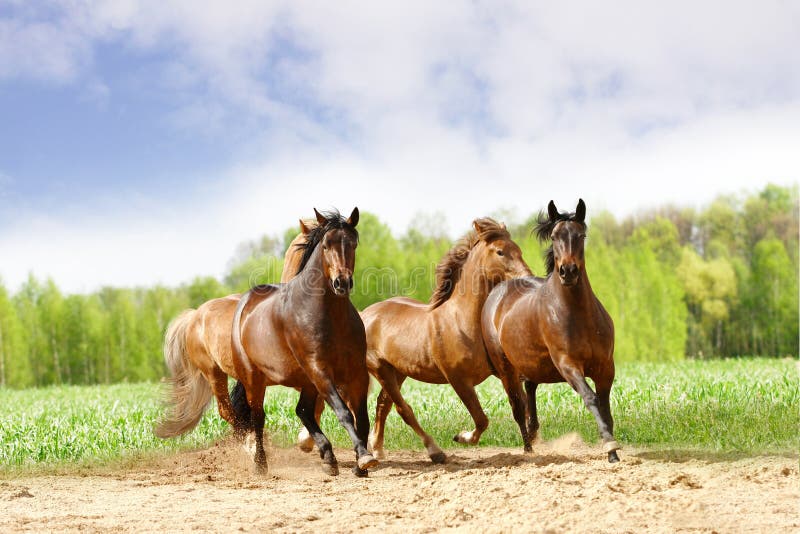 Horses run stock image. Image of moving, herd, freedom - 12950799