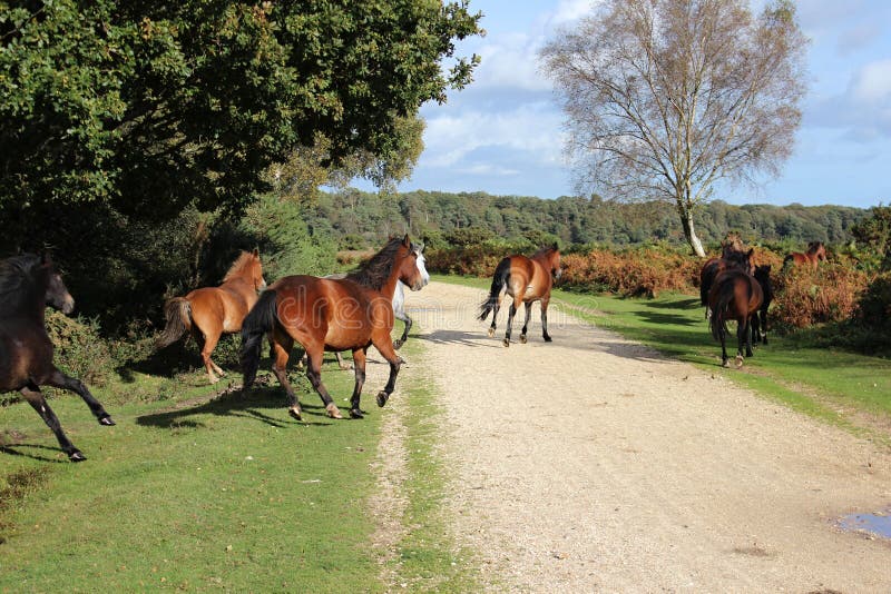 Horses run 2 stock image. Image of group, male, equine - 27019225