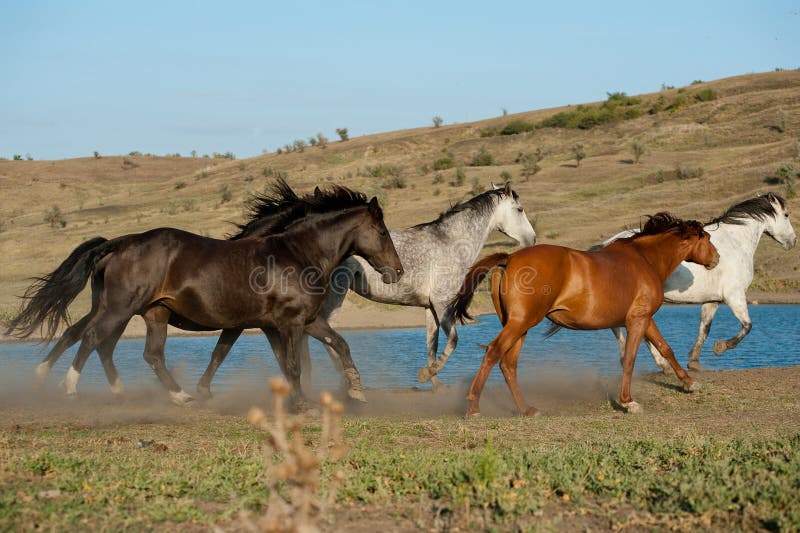 Horses run stock photo. Image of nature, gray, farm, herd - 27973250
