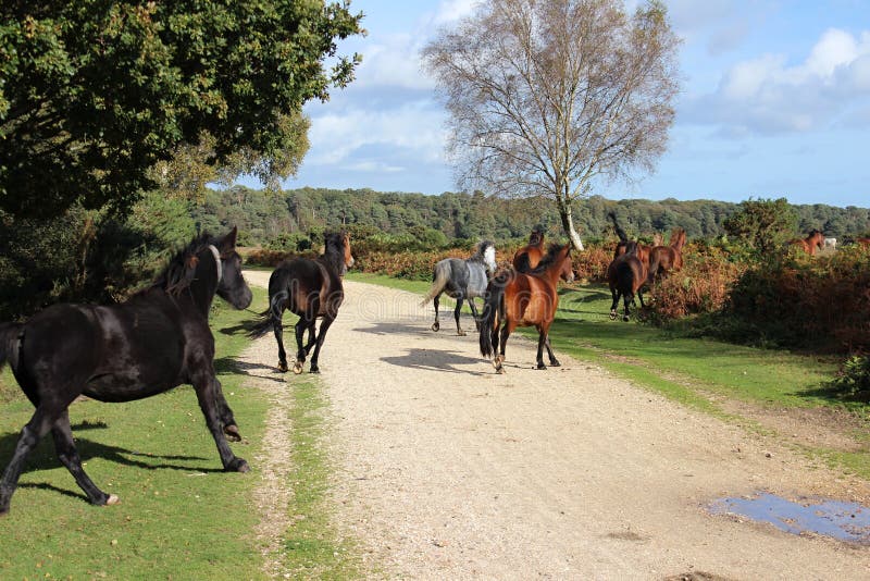 Horses run 3 stock image. Image of power, green, horse - 27019239