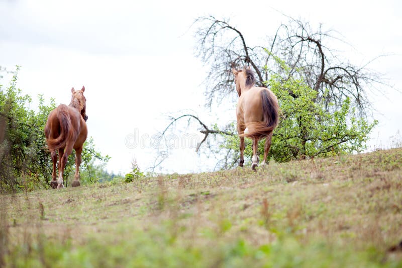 Horses Run Away Back View from Behind Stock Photo - Image of power ...