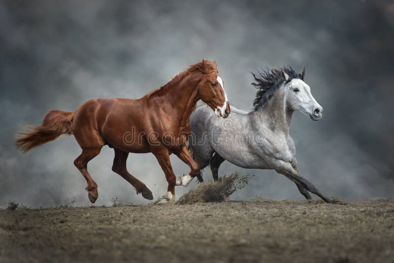 Horses run in dust stock photo. Image of beauty, mane - 175811932