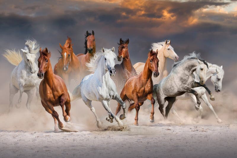 Horses run fast stock photo. Image of dawn, horse, force - 75792520