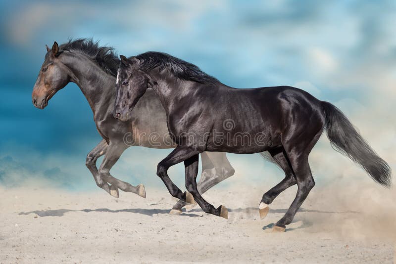 Horses run fast on field stock image. Image of color - 132781677