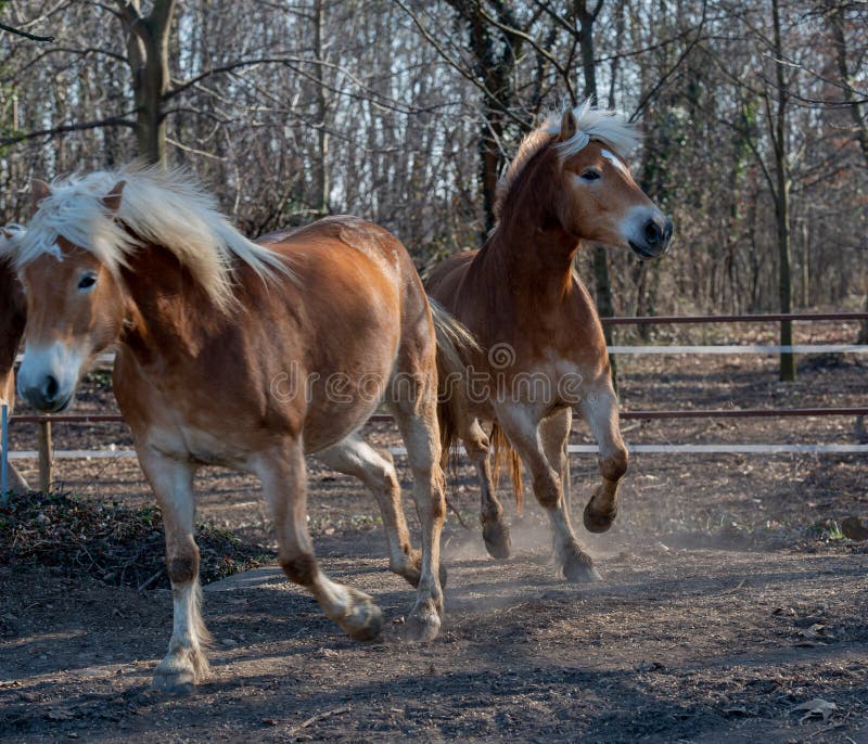 Horses run free stock photo. Image of grassland, equine - 141418018