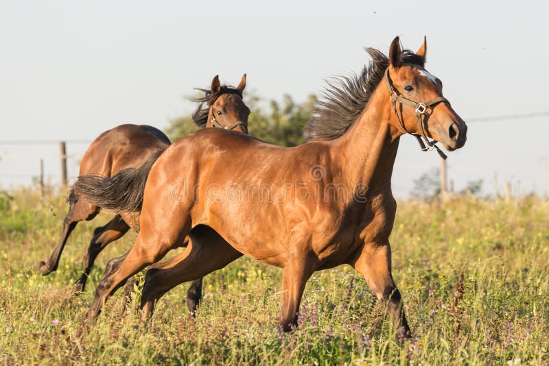 Horse run in meadow stock image. Image of portrait, meadow - 270314357