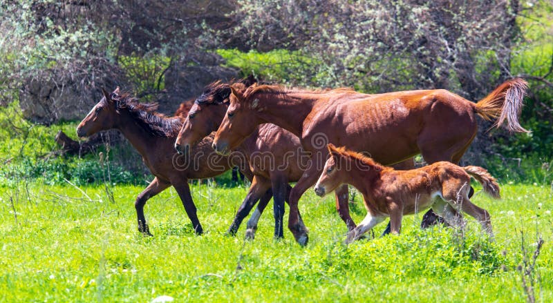 Horses Run in Nature in Spring Stock Image - Image of nature, horse ...