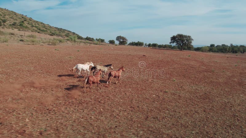 Horses Run on Open Pasture Field Stock Footage - Video of horses ...