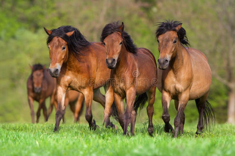 Horses run on pasture stock photo. Image of equestrian - 95624628