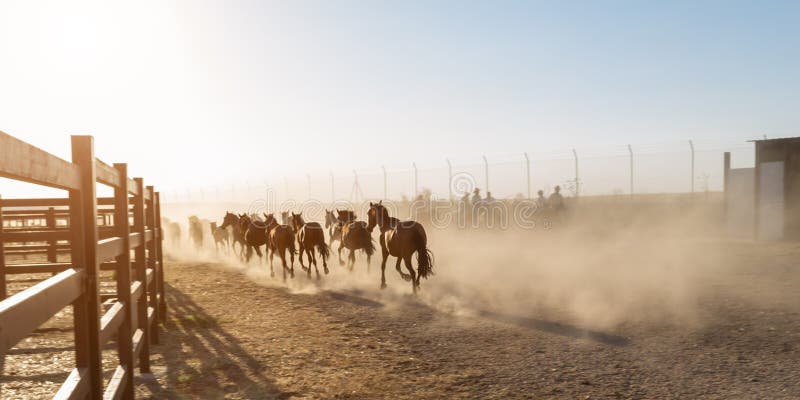 Horses Running in the Corral. Stock Photo - Image of beauty, grass ...