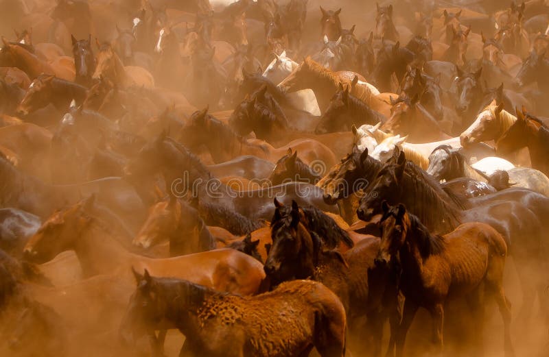 Horses running in the dust stock photo. Image of nature - 34735978