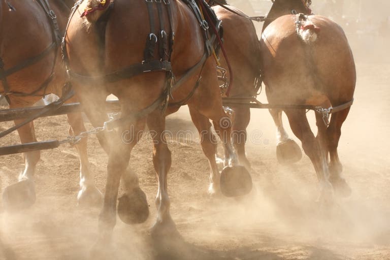 Horses Running through Field Stock Photo - Image of animal, dust: 11249350