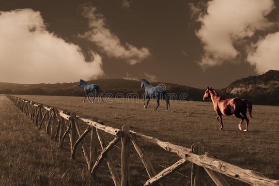Horses Running through a Field Stock Image - Image of rural, brown: 3194243
