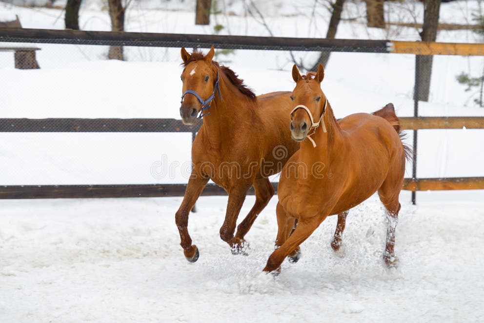 Horses Running in the Paddock in Winter Stock Photo - Image of chestnut ...