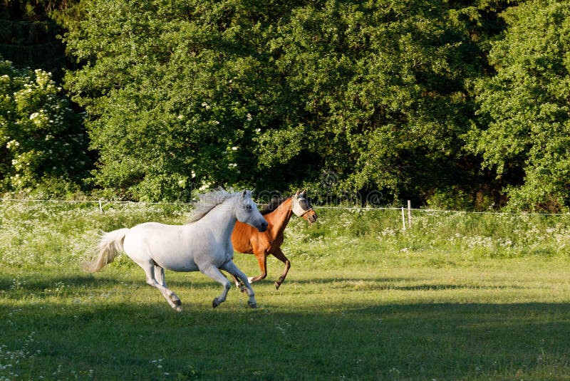 Horses Running in Spring Pasture Meadow Stock Image - Image of horse ...