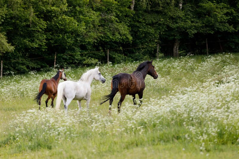 Horses Running in Spring Pasture Meadow Stock Image - Image of freedom ...