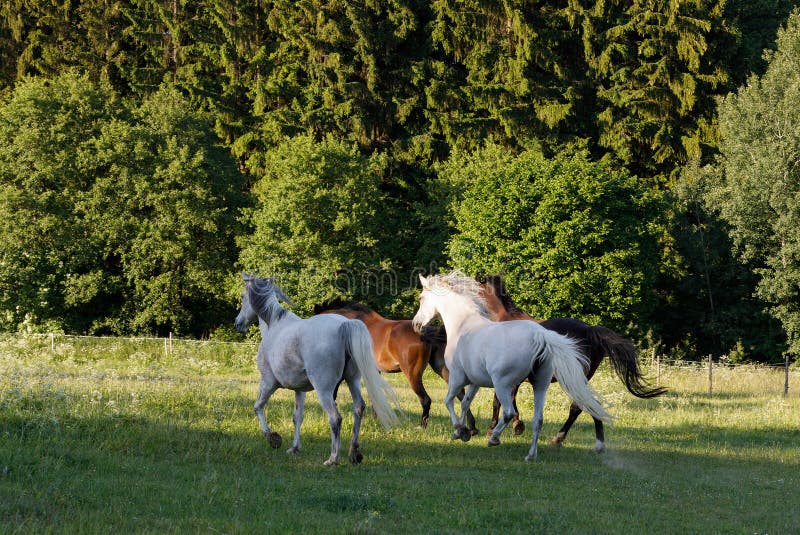 Horses Running in Spring Pasture Meadow Stock Photo - Image of domestic ...
