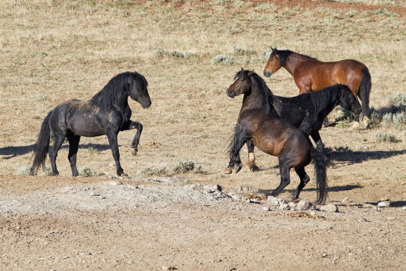 Horses Scuffle on the Range Stock Photo - Image of animal, herd: 80458996