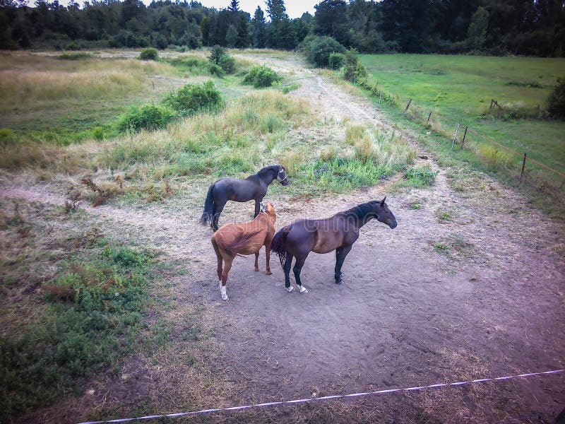 Horses seen from above stock photo. Image of farm, field - 189918468