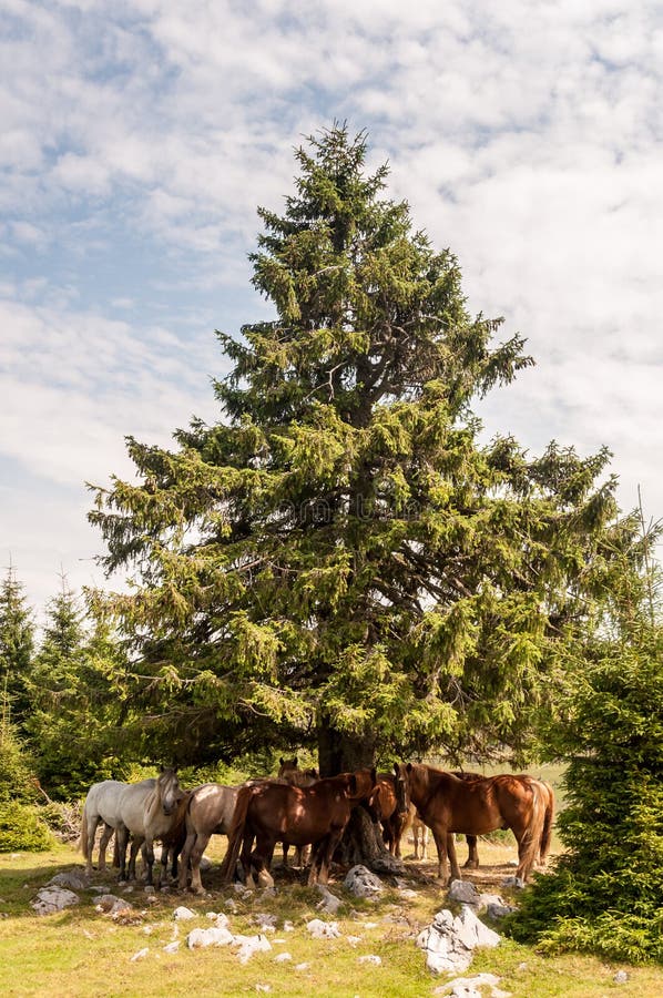 396 Picture Animals Under Shade Tree Stock Photos - Free & Royalty-Free ...