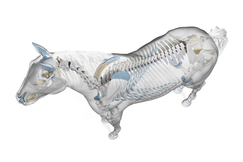 A horses skeleton stock illustration. Illustration of health - 157585082