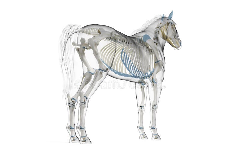 Skeleton Horse Stock Illustrations – 1,351 Skeleton Horse Stock ...