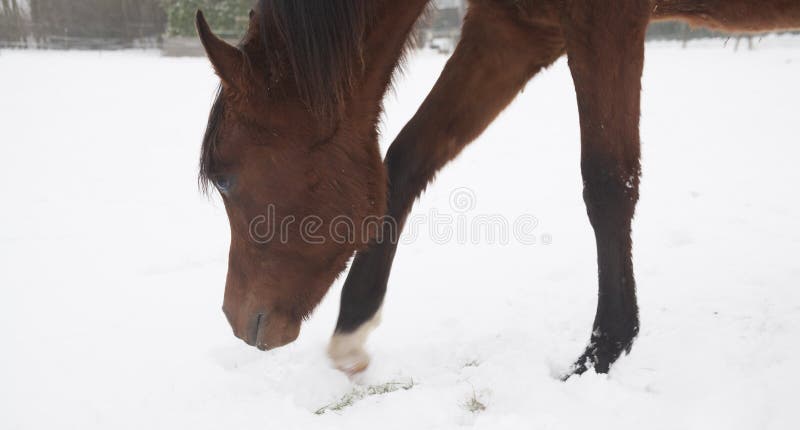 Horses in the snow stock photo. Image of shetland, snow - 28961236