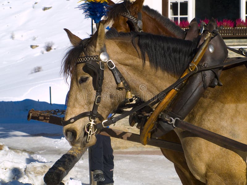 Happy New Year Carter Stock Photos - Free & Royalty-Free Stock Photos ...