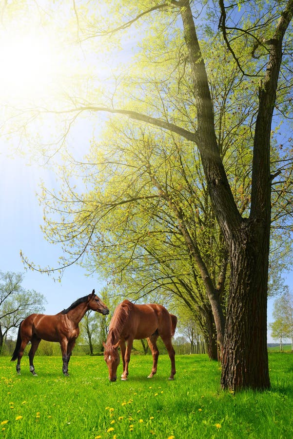 Horses stock photo. Image of meadow, equine, environment - 71419310