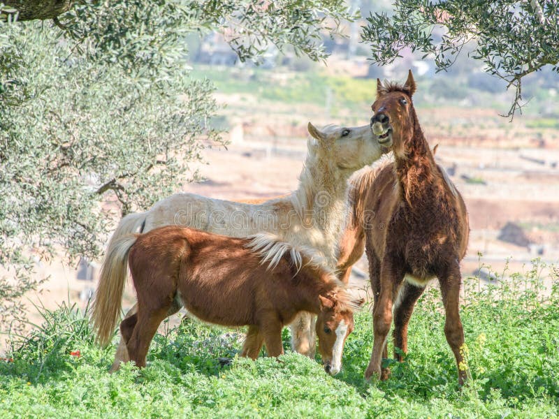 Horses in the spring 2 stock image. Image of white, equestrian - 87058905